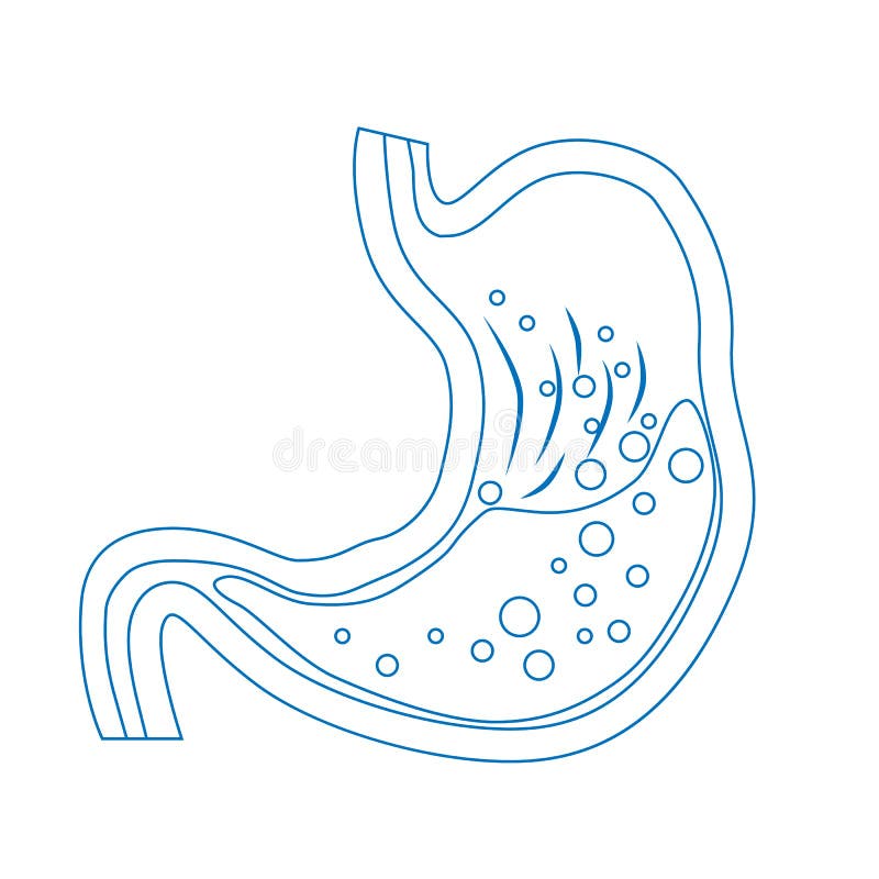 Human Stomach. Anatomy, Structure of Internal Organs. Digestive System ...
