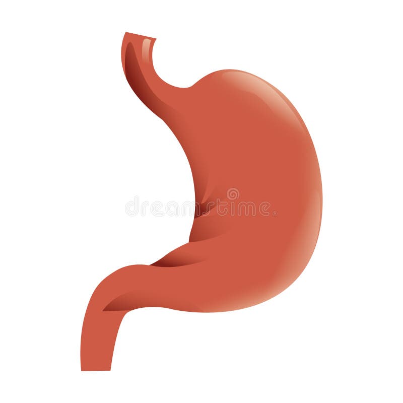 Human Stomach. Vector Illustration Decorative Design Stock Vector ...