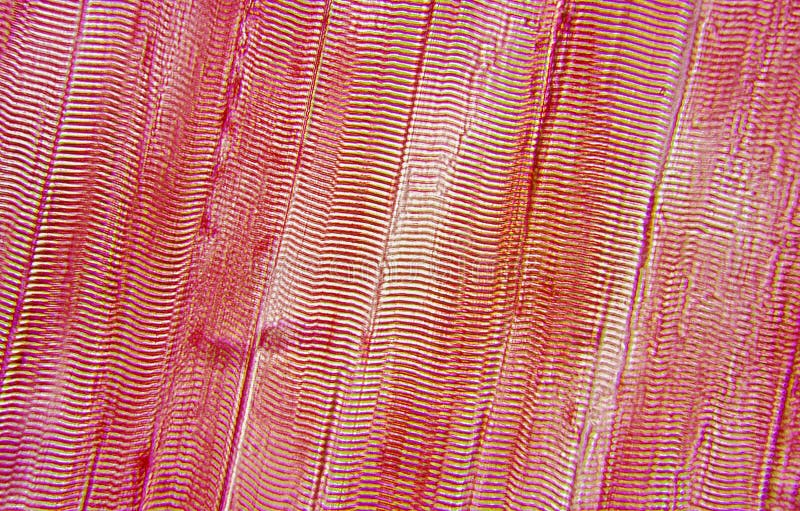 Human Striated Muscle Tissue Stock Photo - Image of striated, anatomy ...