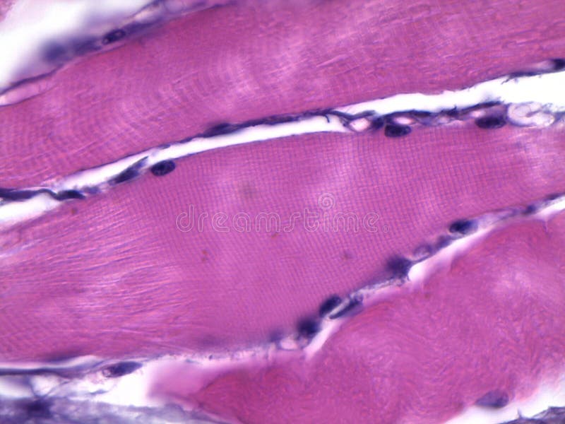 Skeletal Striated Muscle Tissue Under the Microscope Stock Image ...