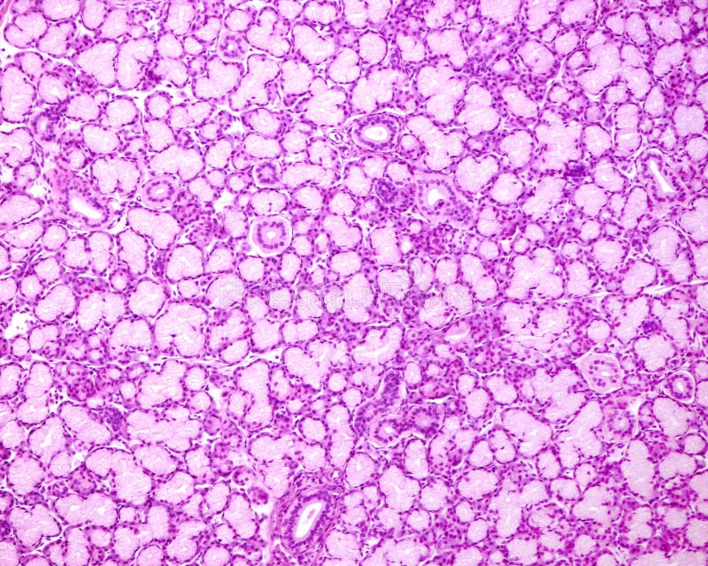 Human sublingual gland stock photo. Image of saliva - 310913794