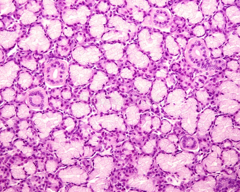 Human sublingual gland stock photo. Image of mucus, columnar - 310913800