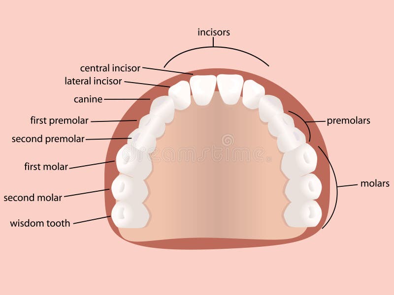 Permanent Tooth Cartoon Chart Stock Vector - Illustration of dentine ...
