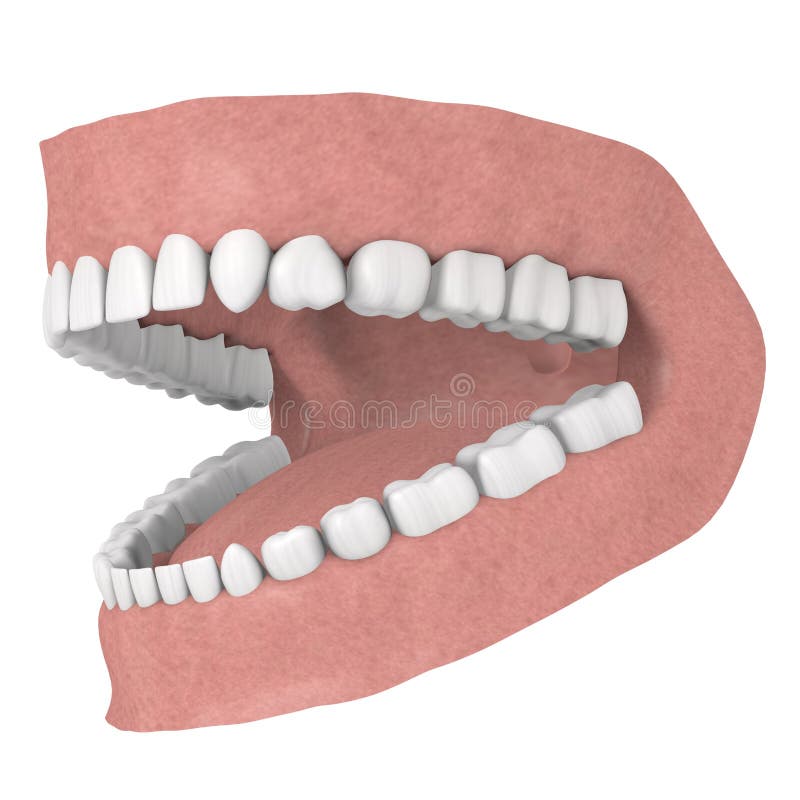 Human teeth (adult) stock illustration. Illustration of tooth - 24479890