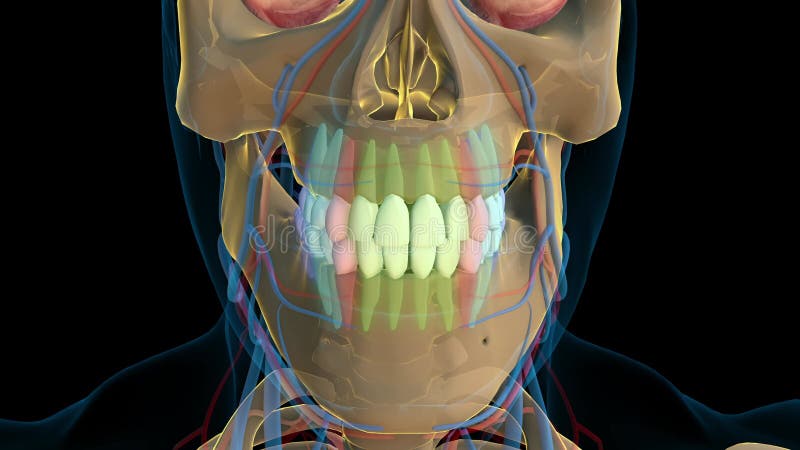 Human Teeth Anatomy for Medical Concept 3D Rendering Stock Footage ...