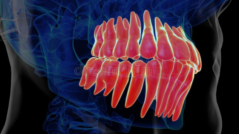 Human Teeth Anatomy for Medical Concept 3D Rendering Stock Illustration ...