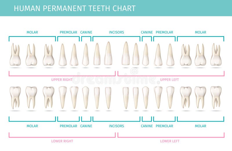 Human Teeth Chart stock vector. Illustration of arch - 275417690 Human Teeth Chart stock vector. Illustration of arch - 275417690