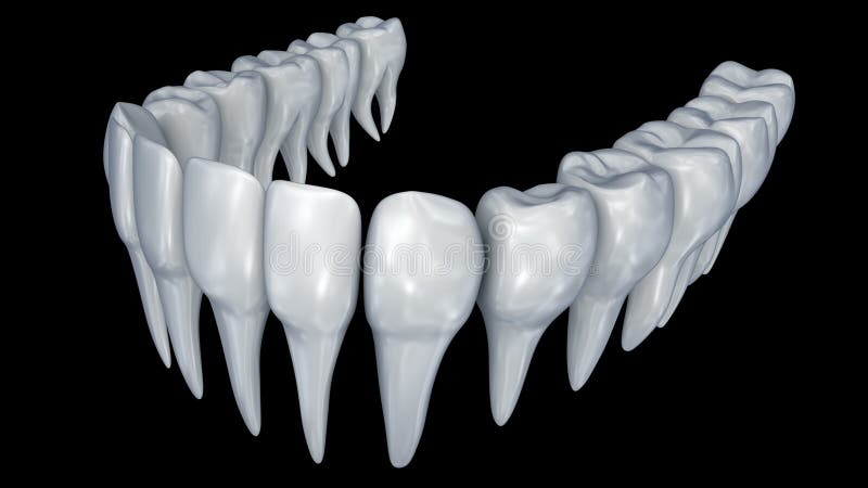 Human Teeth Anatomy for Medical Concept 3D Rendering Stock Footage ...
