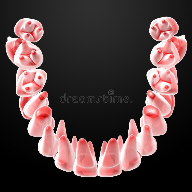 3d Human Teeth Stock Illustrations – 7,106 3d Human Teeth Stock ...