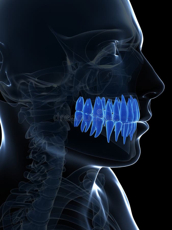 Human teeth stock illustration. Illustration of science - 30726536