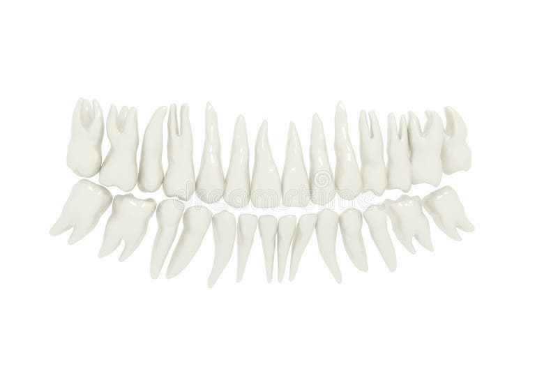 Tooth chart teeth stock vector. Illustration of enamel - 84531446