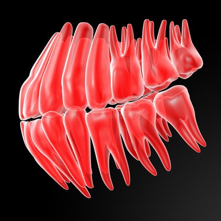 Human Teeth Side Stock Illustrations – 326 Human Teeth Side Stock ...