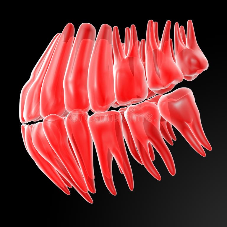 Human Teeth Side Stock Illustrations – 325 Human Teeth Side Stock ...