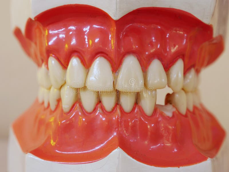 Human teeth model stock image. Image of tooth, orthodontist - 101597611