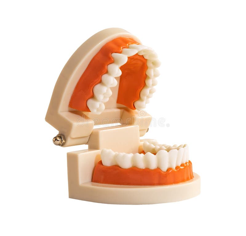 Human Teeth Model, Side View, Isolated on Blank Background Stock Photo ...