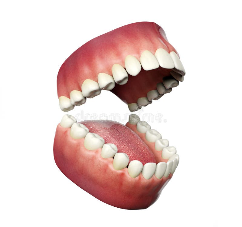 Human Teeth Opening on White Background Stock Illustration ...