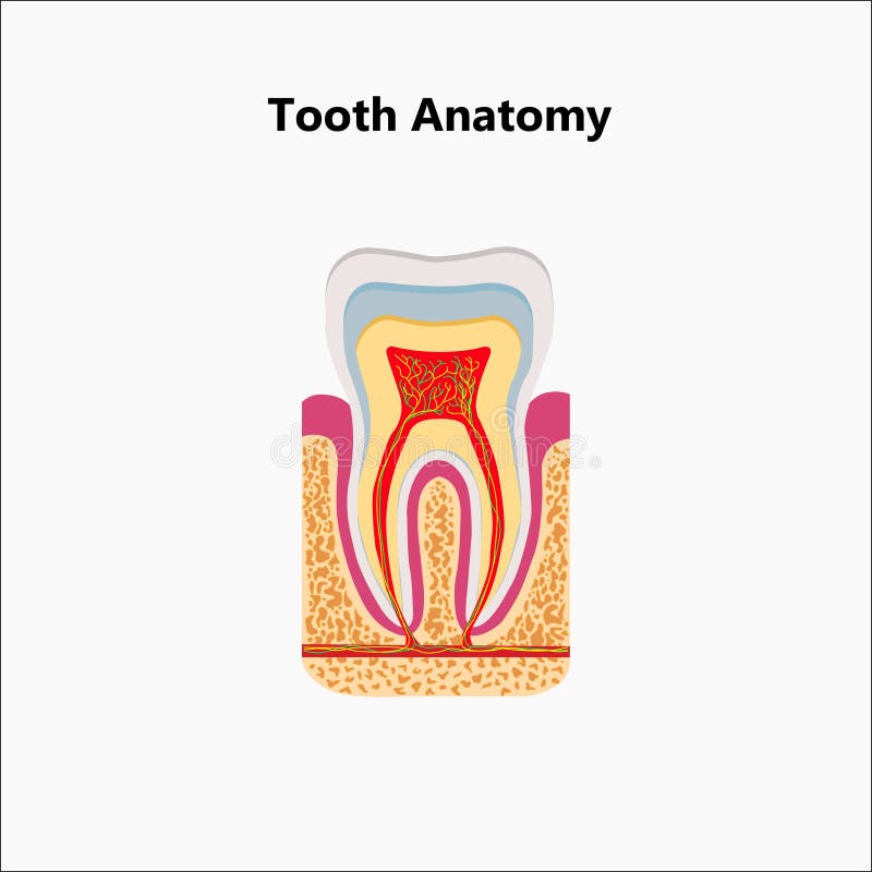 Human Teeth Realistic Infographics with Flat Images of Tooth Profile ...