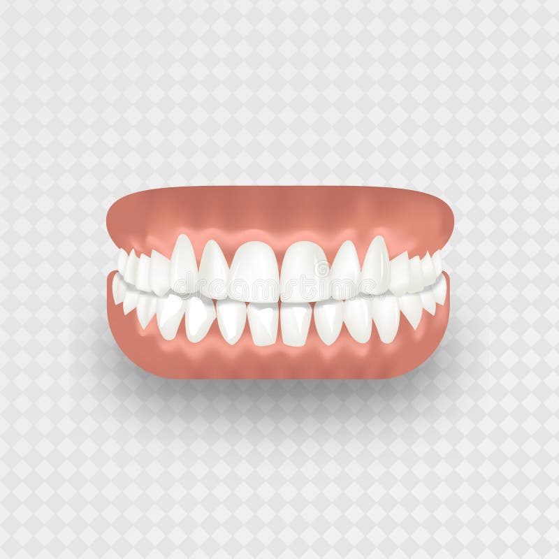 Human Teeth, Realistic Jaw, on a Transparent Background Stock ...