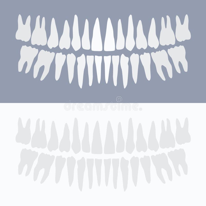 Human teeth stock vector. Illustration of dentist, molar - 98147700