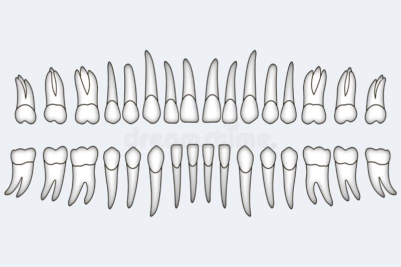 Set of Human Teeth Dental Template Stock Vector - Illustration of ...