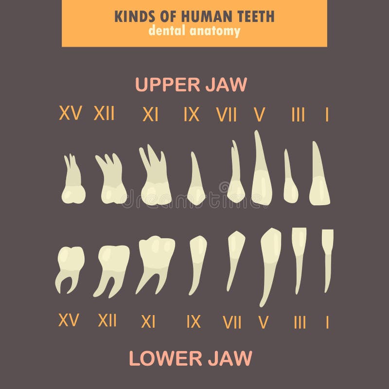 Human Teeth Type Color Infographics Set for Web and Mobile Design Stock ...