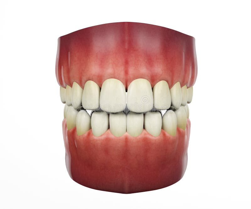 Human Teeth on White Background Stock Illustration - Illustration of ...