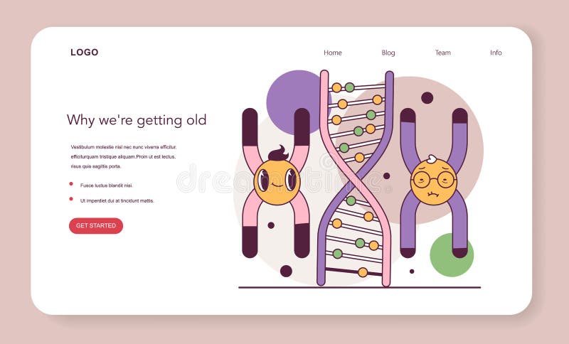 Human Telomeres Shortening. Cellular Level of Aging Stock Vector ...