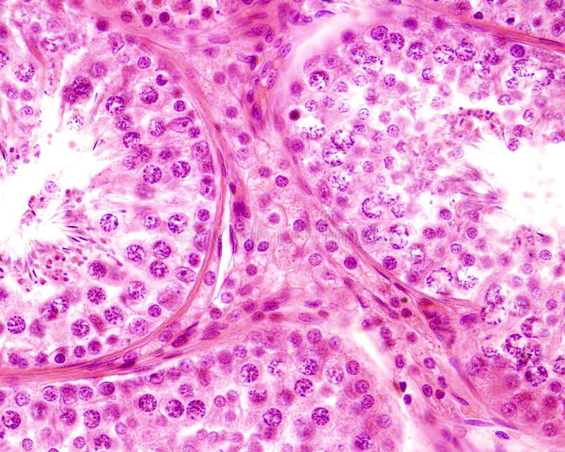 Human Testicle Leydig Cells Stock Image Image Of Group Seminiferous