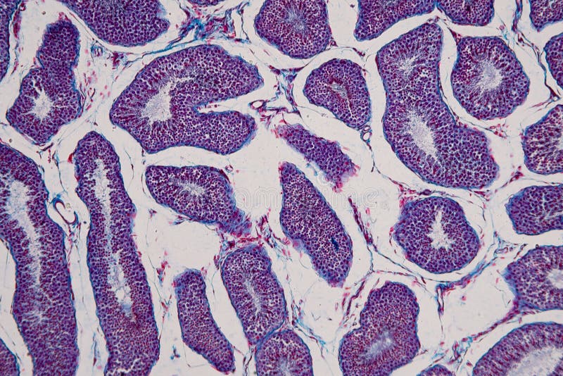 Human Testis Under Microscope View. Stock Image - Image of cell ...