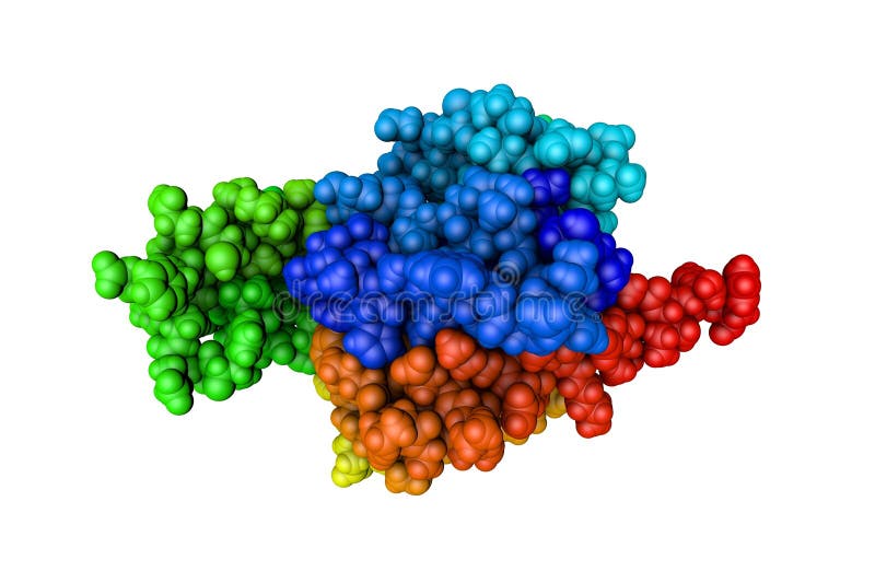 Human Thioesterase 2. Space-filling Molecular Model on White Background ...