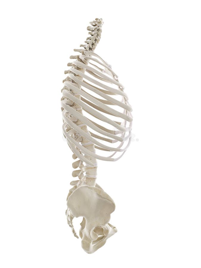 The human thorax anatomy stock illustration. Illustration of inside ...