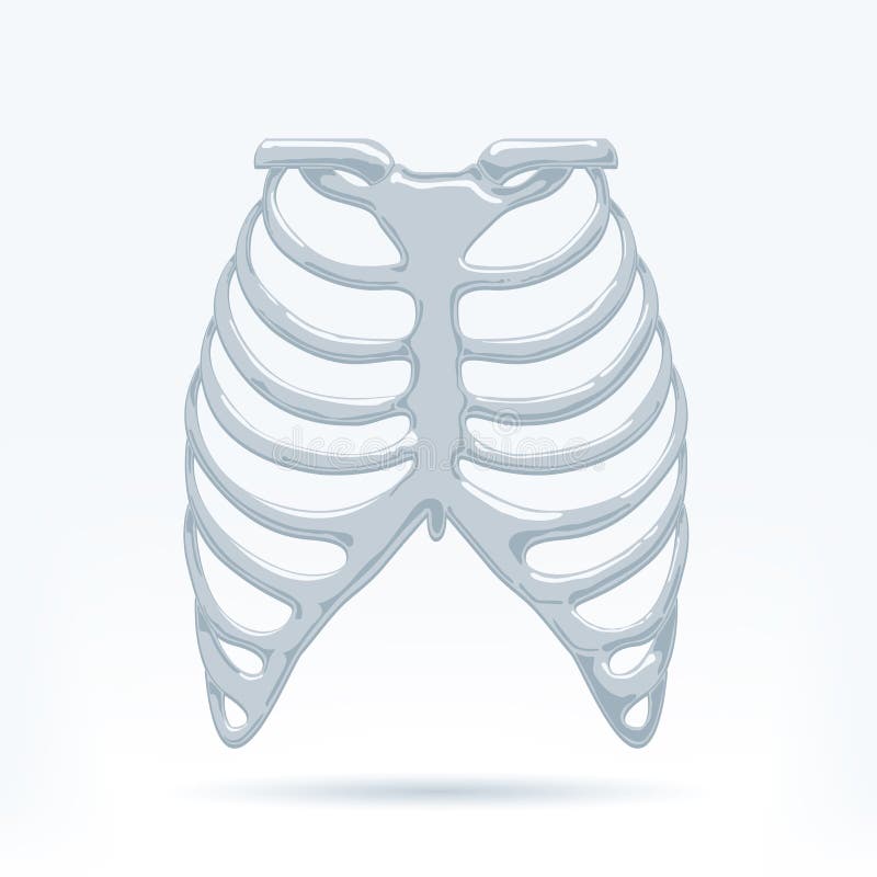 Human Thorax stock vector. Illustration of medical, sternum - 70389973