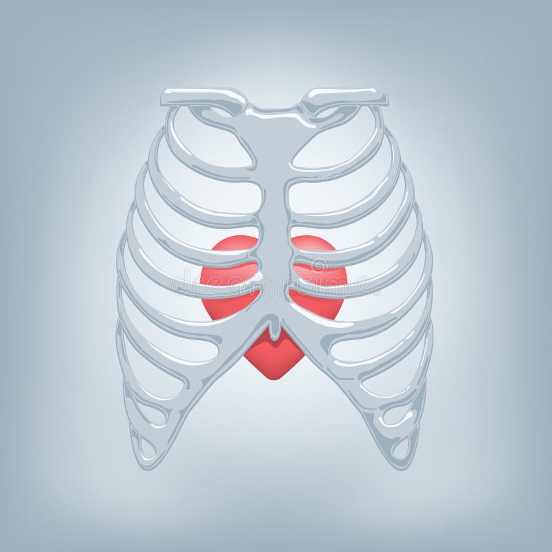 Human Thorax stock vector. Illustration of medical, sternum - 70389973