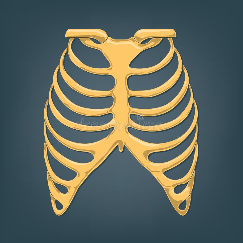 Human Thorax stock vector. Illustration of medicine, graphic - 70390409