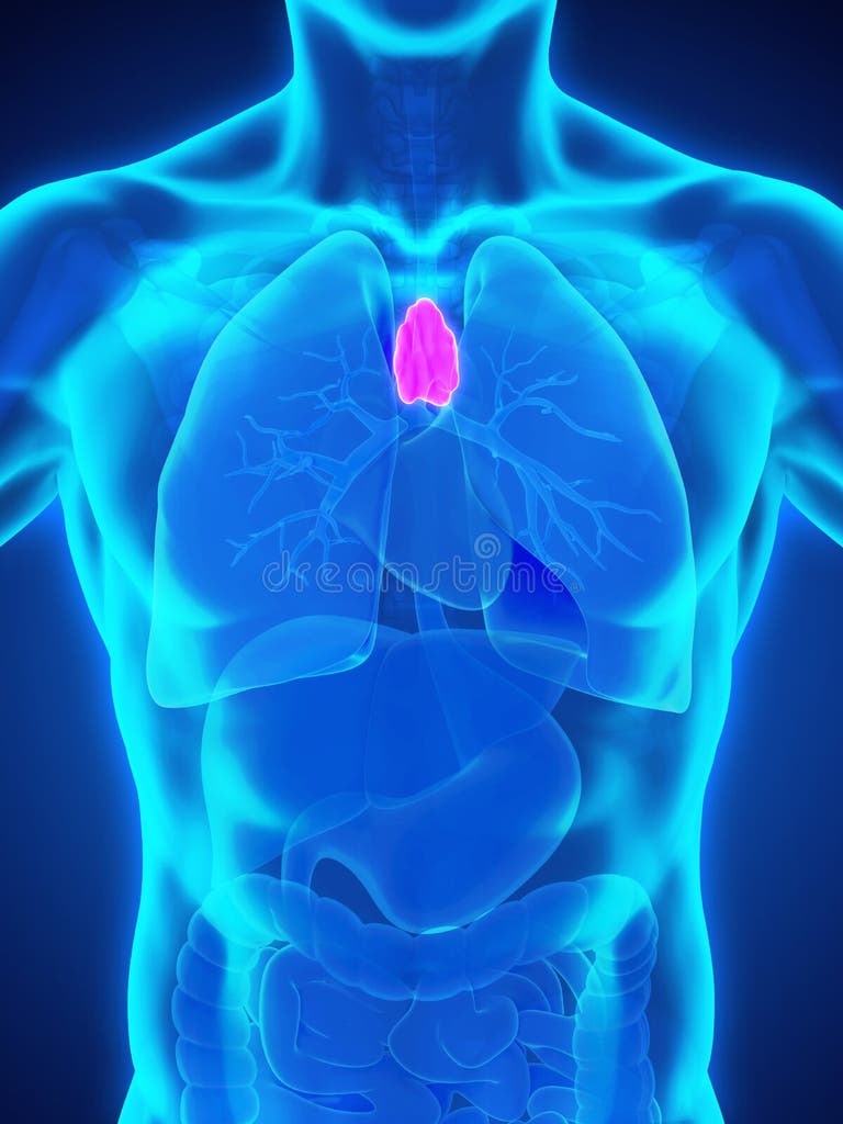 Thymus Stock Illustrations – 2,055 Thymus Stock Illustrations, Vectors ...