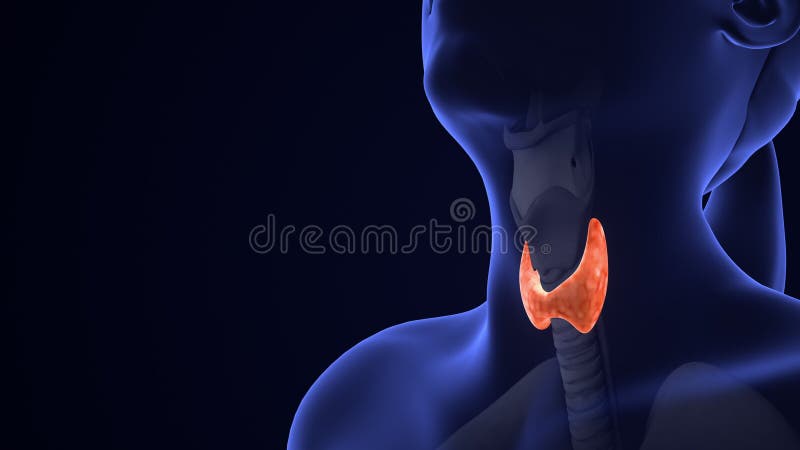 Human Thyroid Gland Anatomy Animation Stock Footage - Video of concept ...