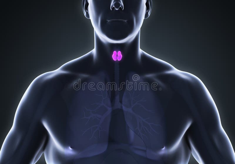 Human Thyroid Gland Anatomy Stock Illustration - Illustration of ...