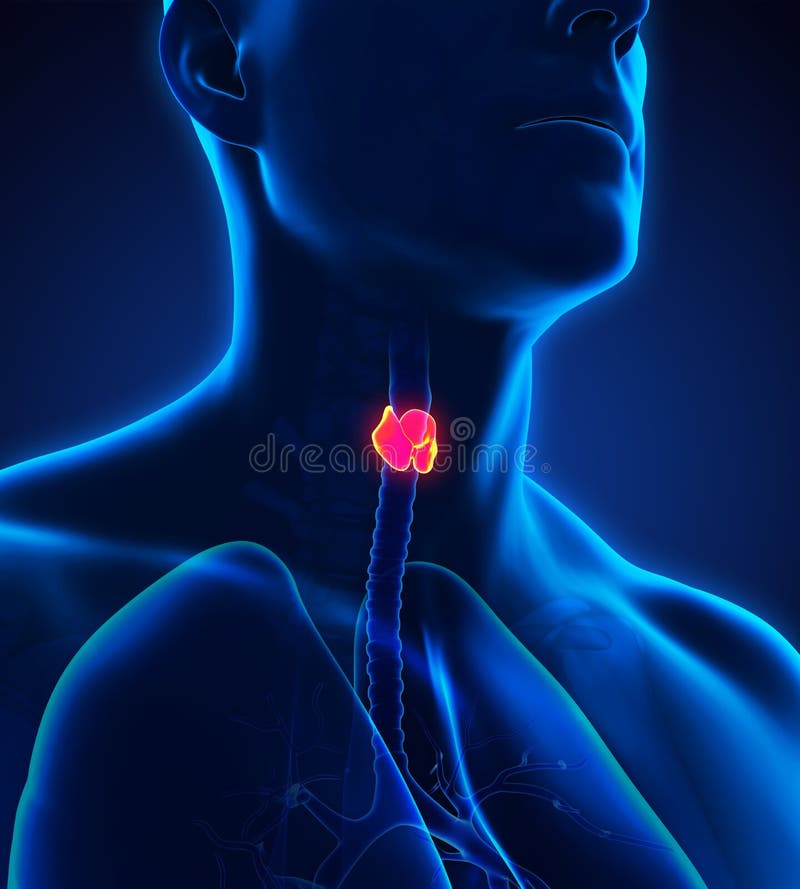 Human Thyroid Gland Anatomy Stock Illustration - Illustration of ...