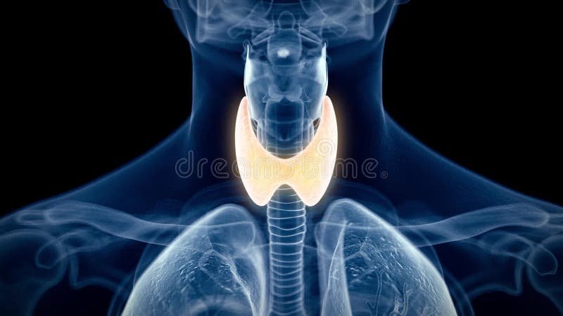 Human Body Glands Thyroid Gland Anatomy Animation Concept Stock Footage ...