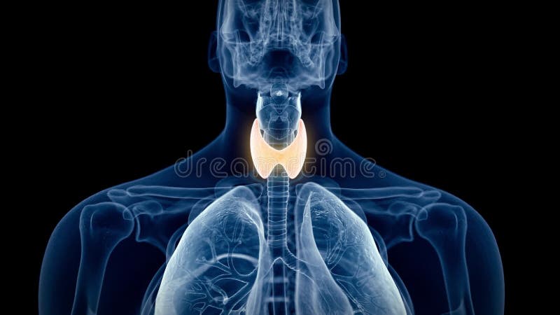 Human Thyroid Gland Anatomy Animation Stock Footage - Video of concept ...
