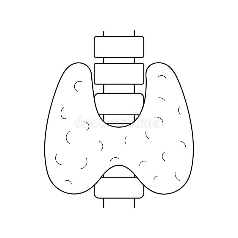 Outline Thyroid Gland Vector Icon. Isolated Black Simple Line Element ...