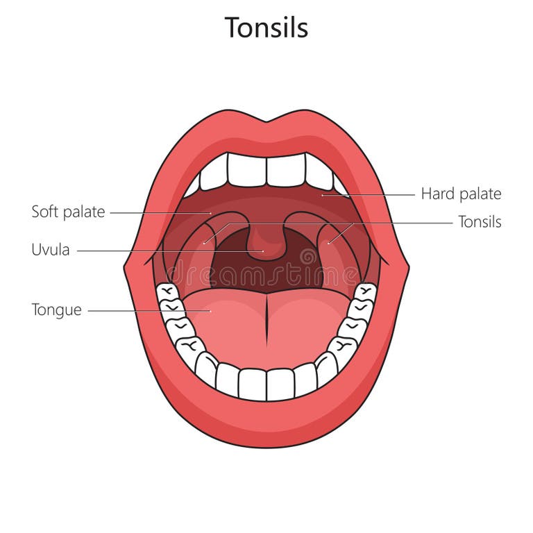 Human Tonsil Structure Diagram Medical Science Stock Vector ...