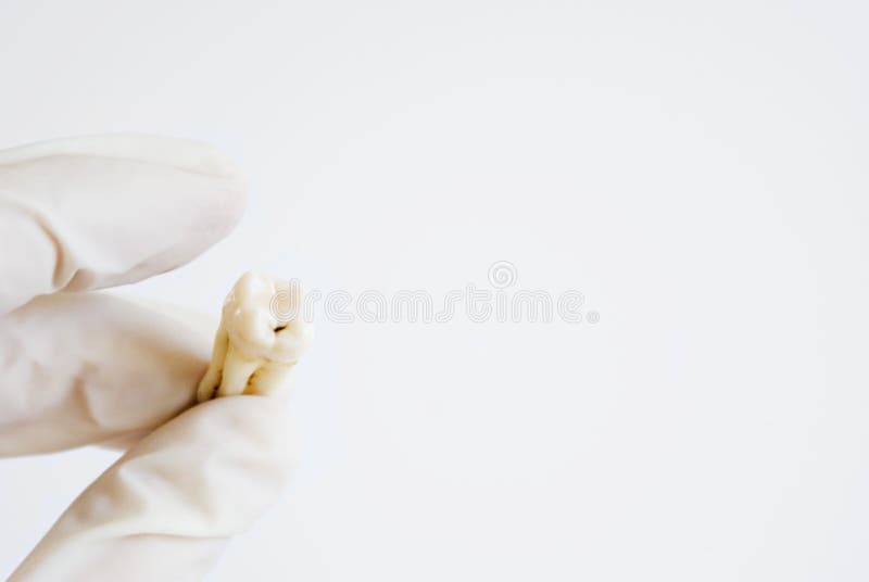 Human tooth stock photo. Image of drill, enamel, single - 18353126