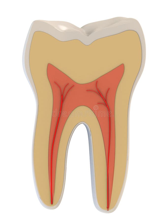 Human tooth stock illustration. Illustration of pulp, organ - 2202319
