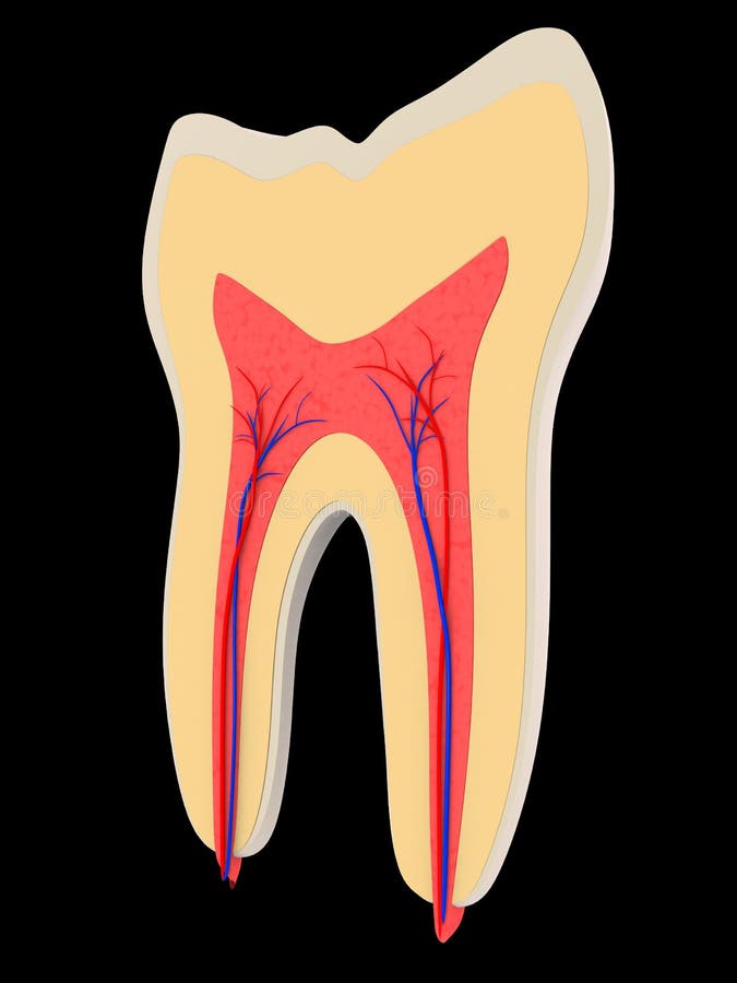 Human tooth stock illustration. Illustration of tooth - 5605168