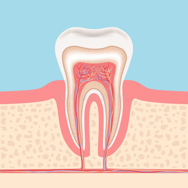 Human Tooth. Anatomical Structure of the Tooth Stock Vector ...