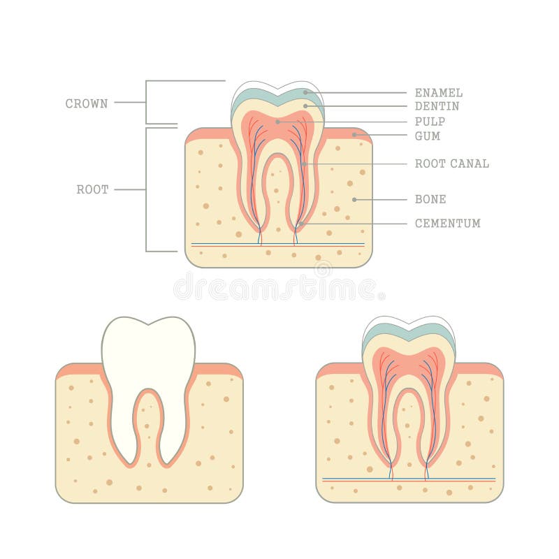 Tooth anatomy stock vector. Illustration of crown, health - 33382973