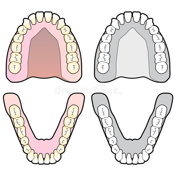 Human Tooth Chart stock vector. Illustration of teeth - 21352925