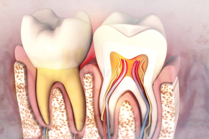 Human tooth cross section stock illustration. Illustration of care ...