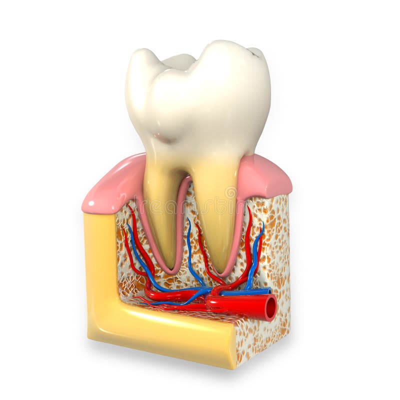 Human tooth cross section stock illustration. Illustration of medicine ...